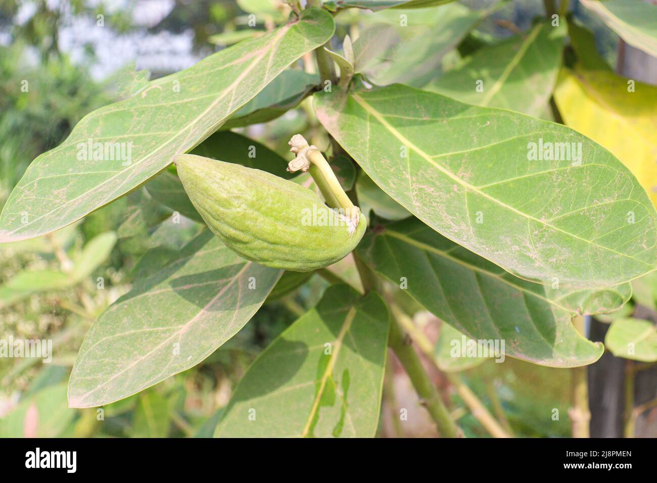 green colored cotton bud on tree in farm for harvest Stock Photo - Alamy