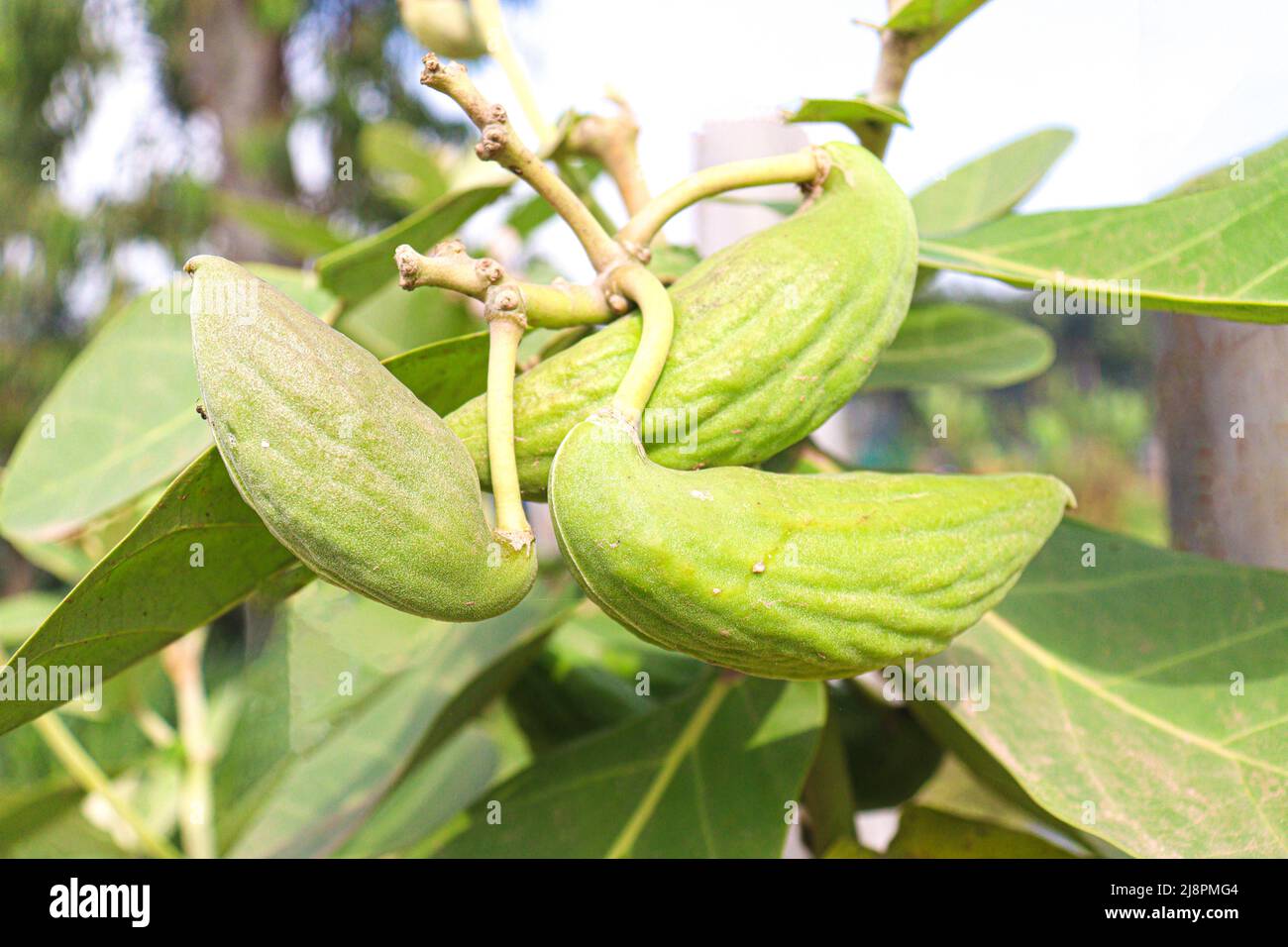 green colored cotton bud on tree in farm for harvest Stock Photo - Alamy