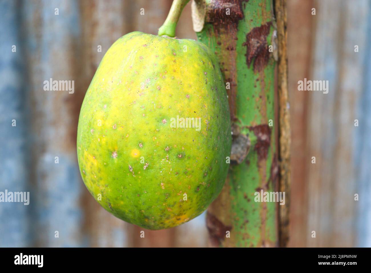 tasty and healthy fresh ripe papaya on tree in farm for harvest Stock ...