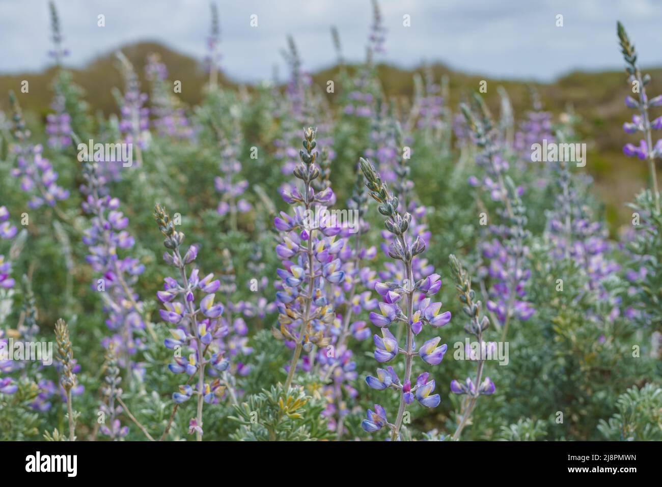 Silver Lupine (Lupinus argenteus) in bloom, silvery-green leaves line ...
