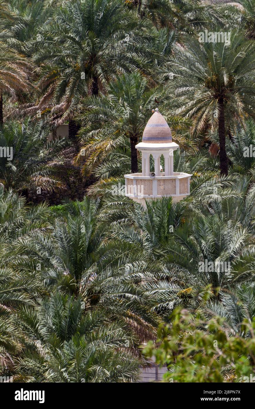 Oman date palm trees hi-res stock photography and images - Alamy