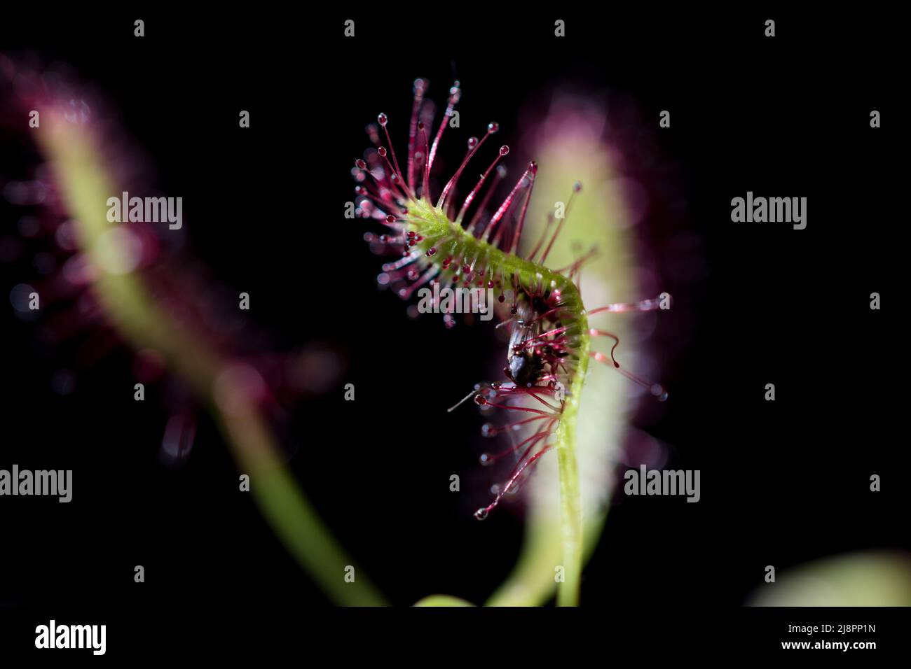 Sundew carnivorous plant close up with dead prey ready to digest Stock ...
