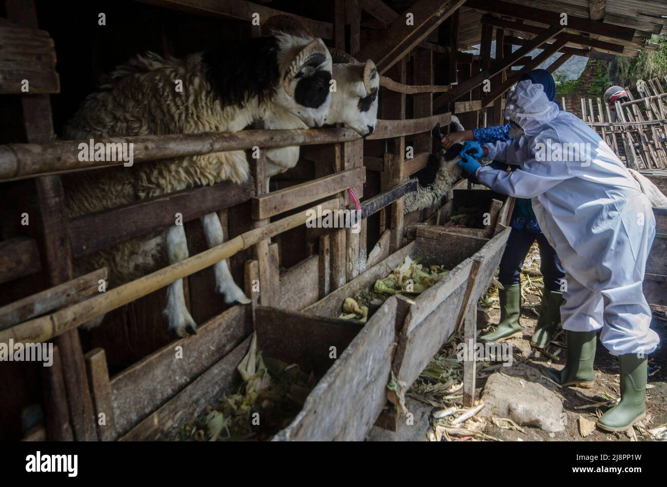 Sheep foot mouth spreads hi-res stock photography and images - Alamy