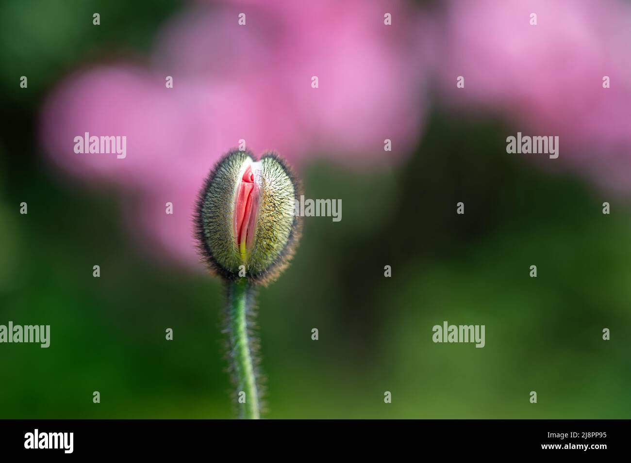 A single fuzzy Iceland poppy bud partially open exposing the pink petal ...