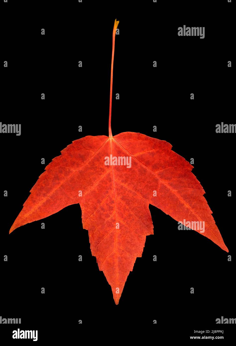 Autumn Red Maple leaf Stock Photo - Alamy