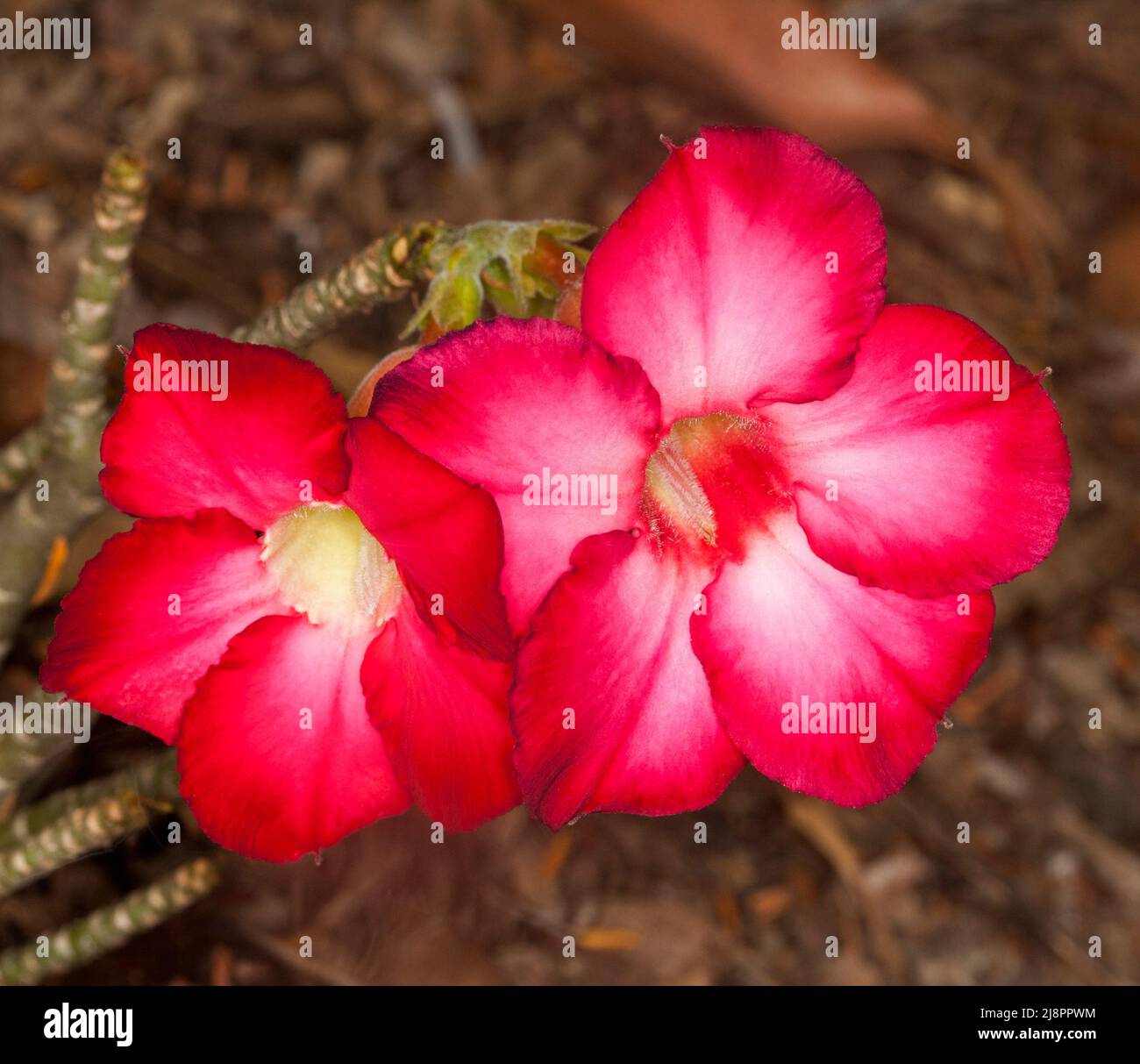 Stunning vivid red and white flowers of African Desert Rose, Adenium ...