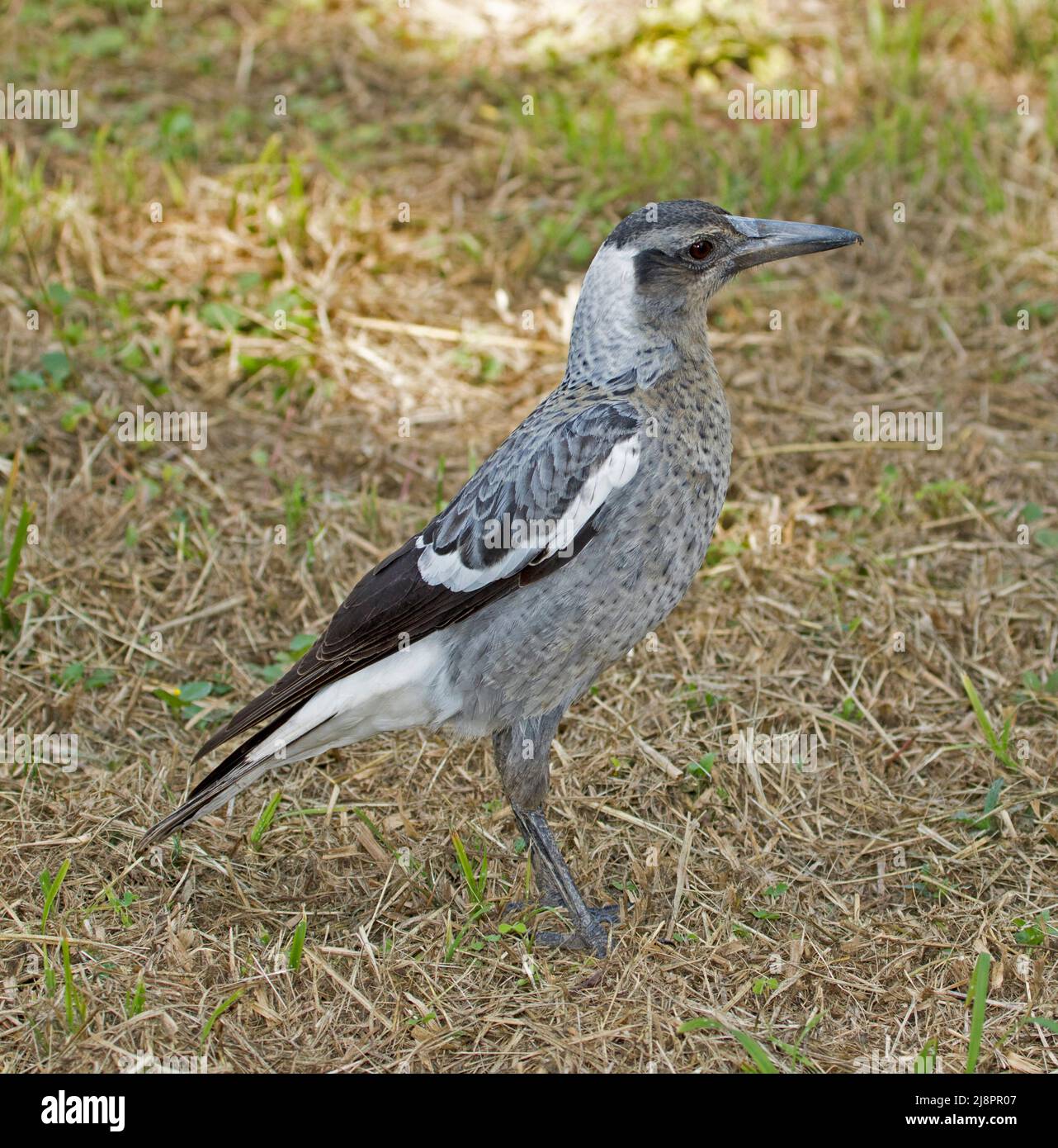 Juvenile Australian magpie, Gymnorhina tibicen, with primarily grey ...