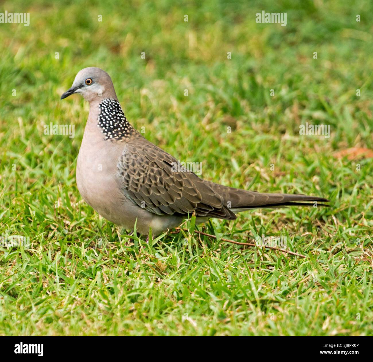 Australian spotted turtle dove streptopelia chinensis hi-res stock ...