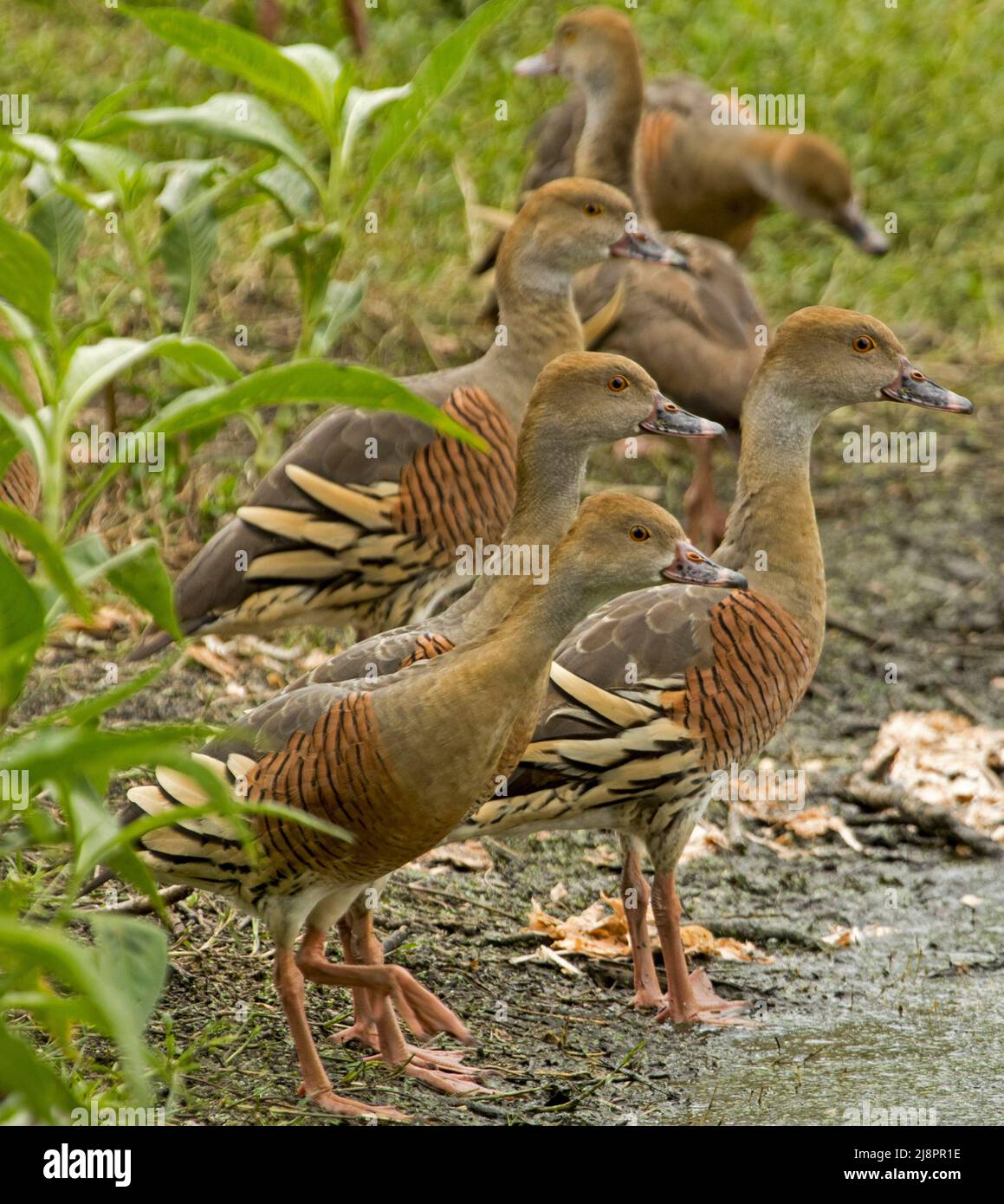 Australian native ducks hi-res stock photography and images - Alamy