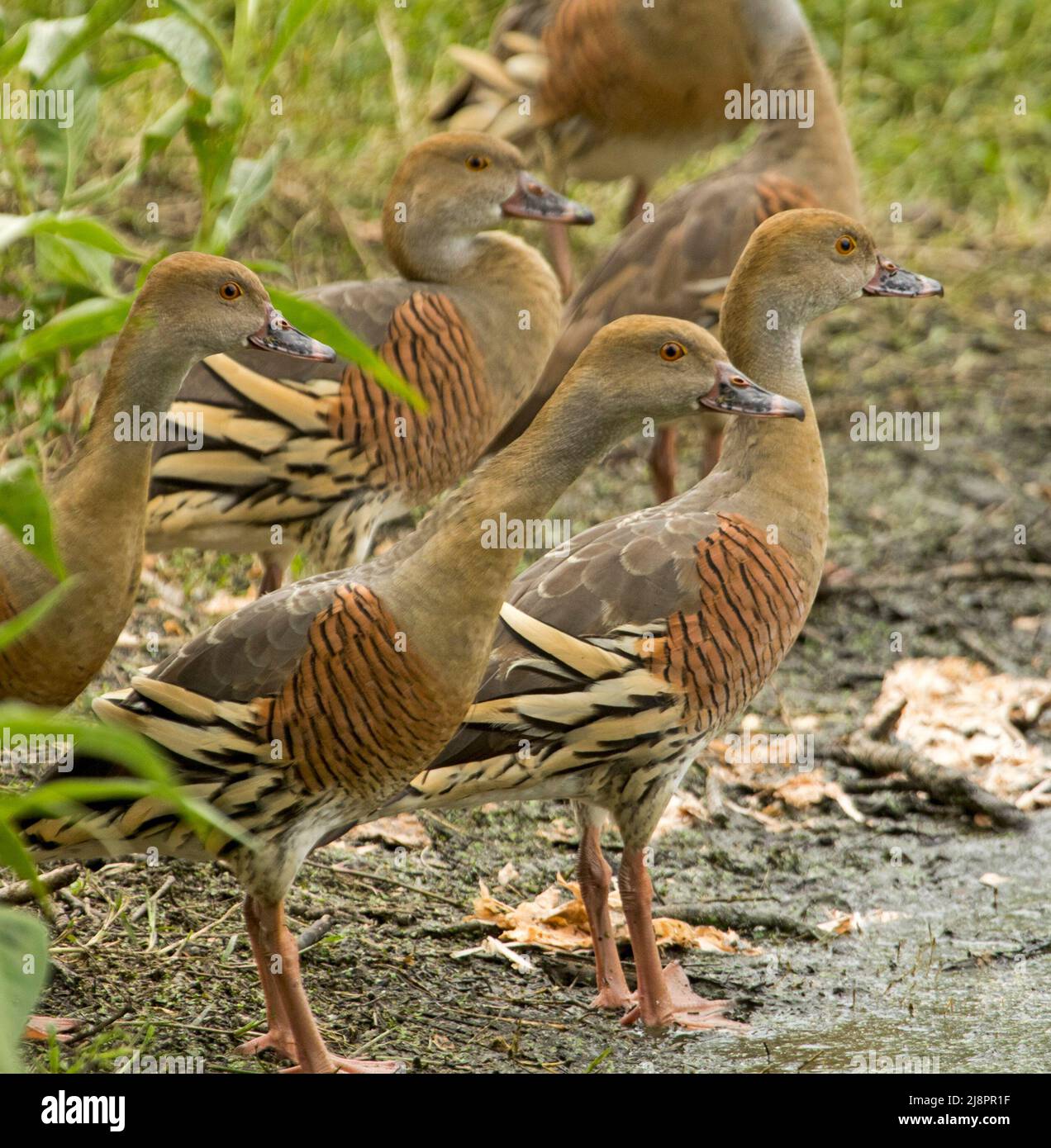 Group of beautiful Whistling ducks, Dendrocygna eytoni, standing among ...