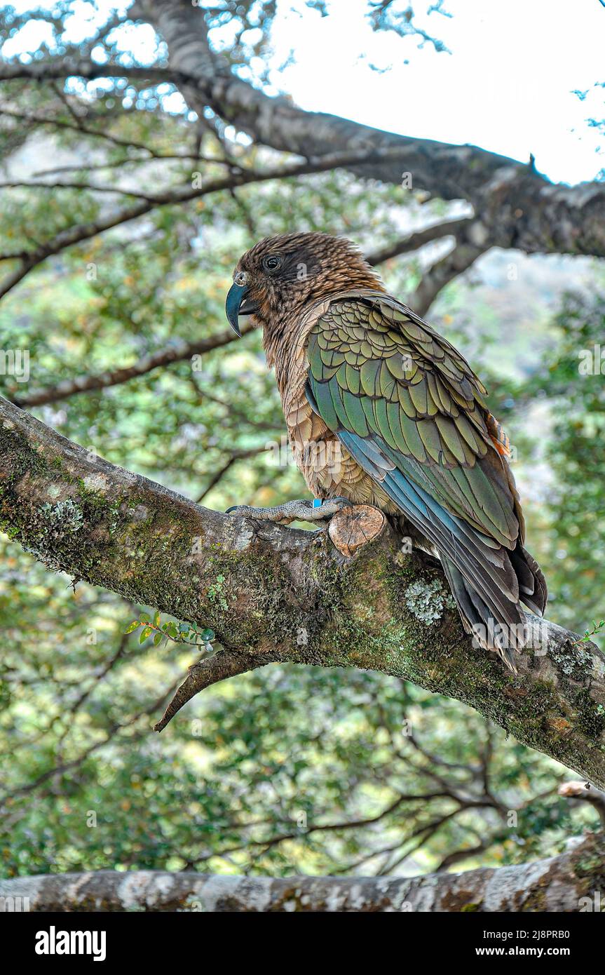 Family nestoridae hi-res stock photography and images - Alamy