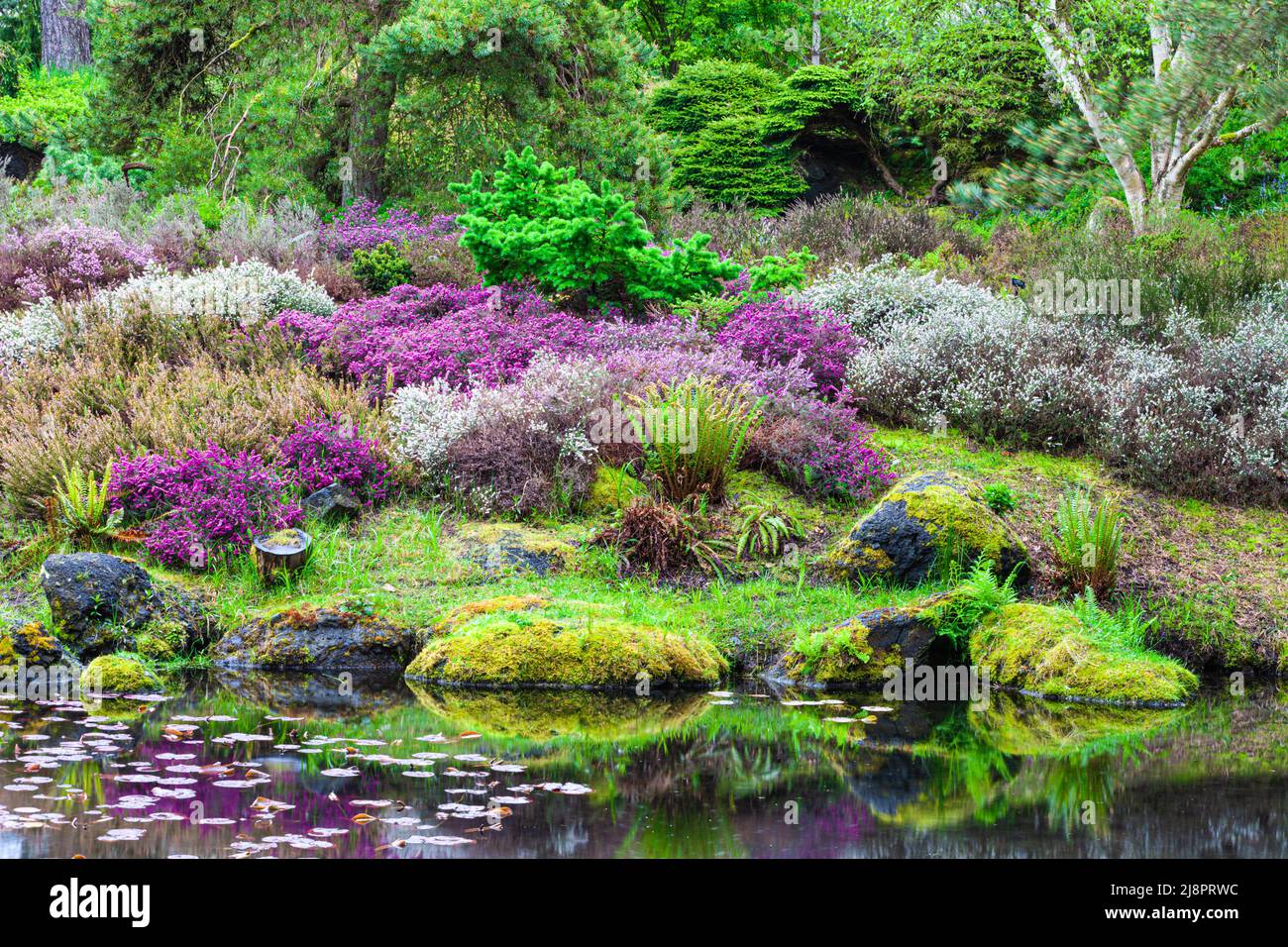 Heather garden in spring colours Stock Photo - Alamy