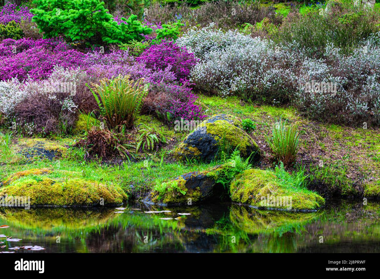 Heather garden in spring colours Stock Photo - Alamy