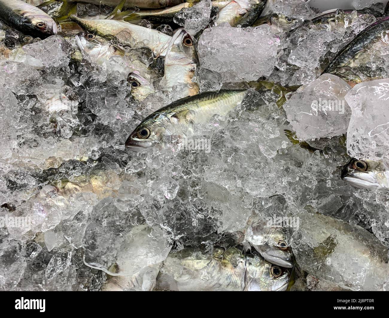 Small fishes covered with ice cubes. Healthy and seafood concept Stock ...