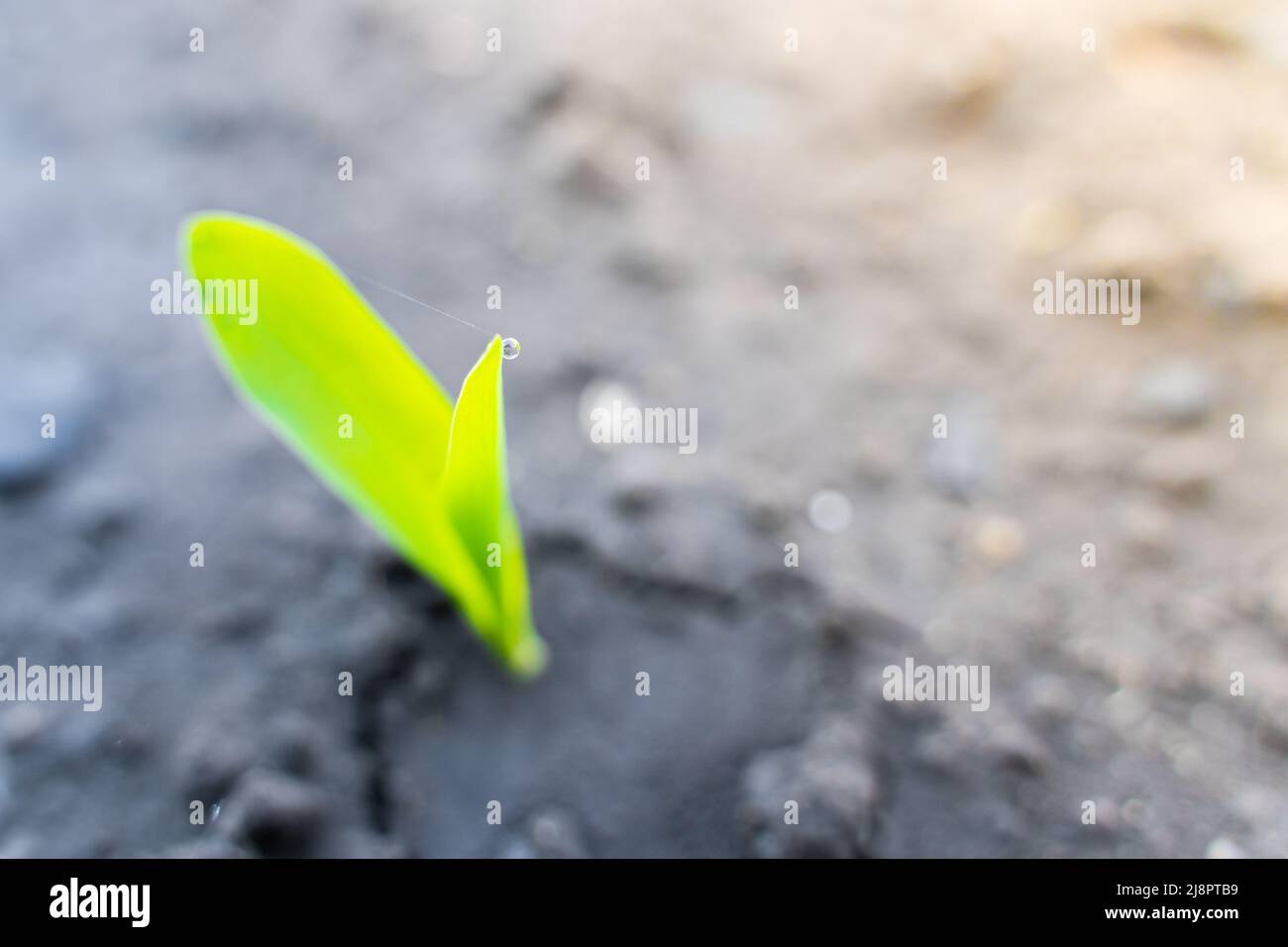 Corn germ hi-res stock photography and images - Alamy