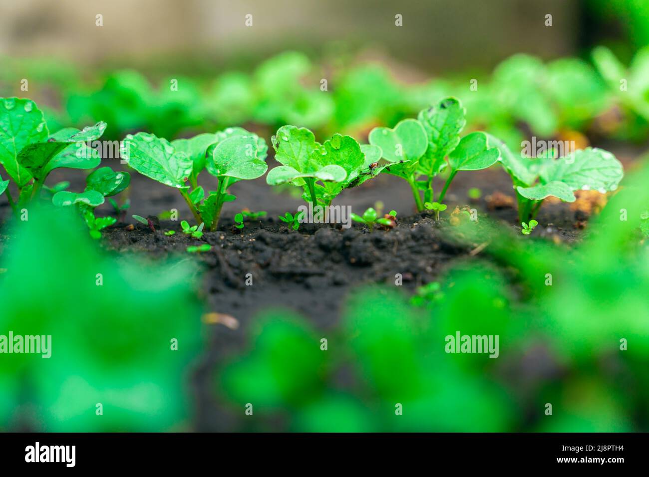 Radish close-up grows in the garden. Radish leaves in drops of dew ...