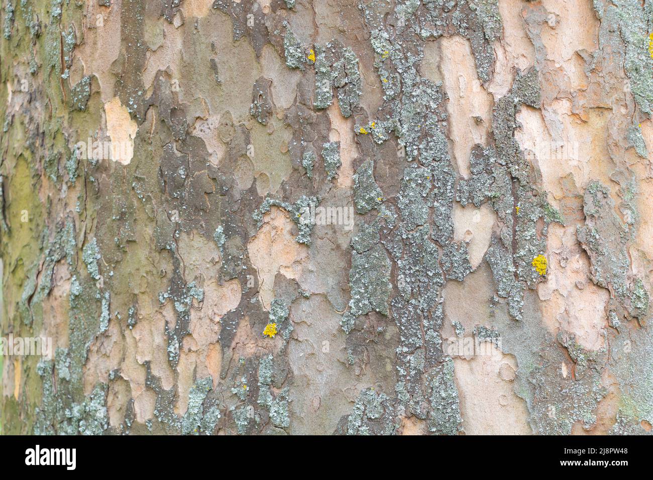 Close up shot of maple bark texture background - good for your design ...