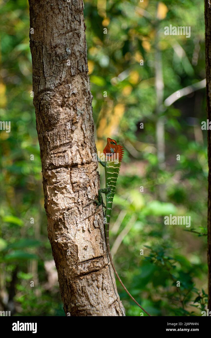 Reptile species diversity hi-res stock photography and images - Alamy