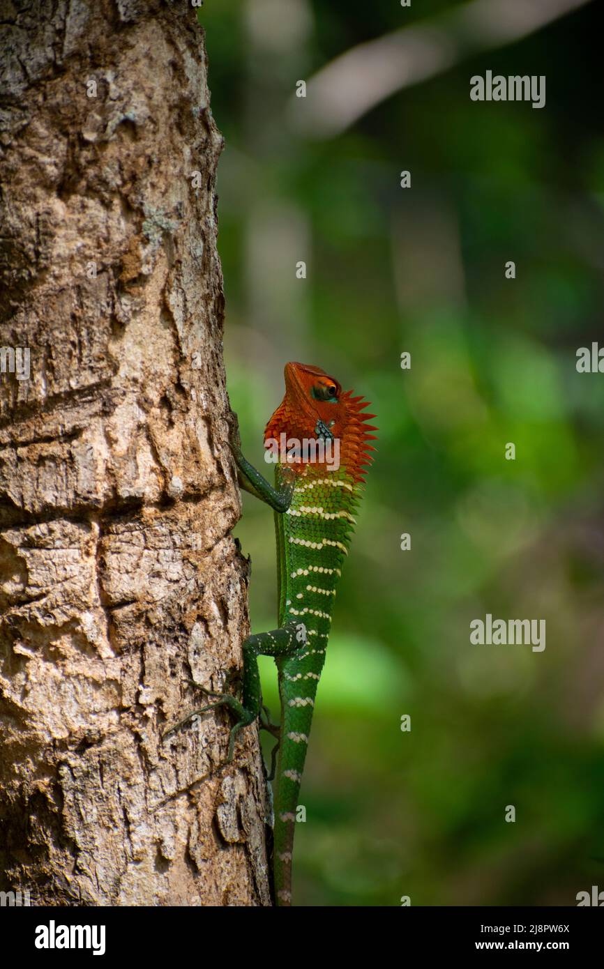 Sri lankan lizard hi-res stock photography and images - Alamy