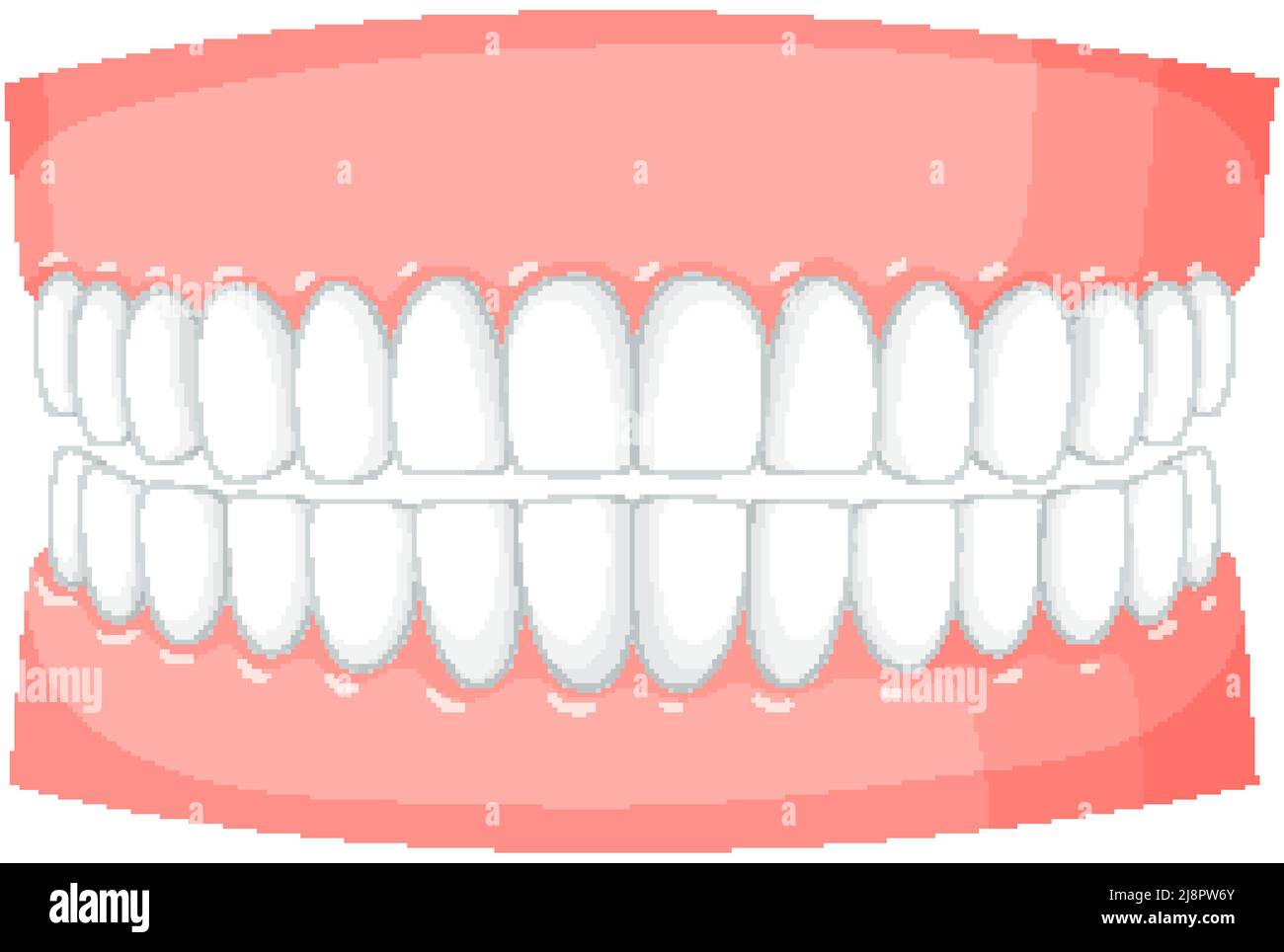 Human teeth model on white background illustration Stock Vector Image ...