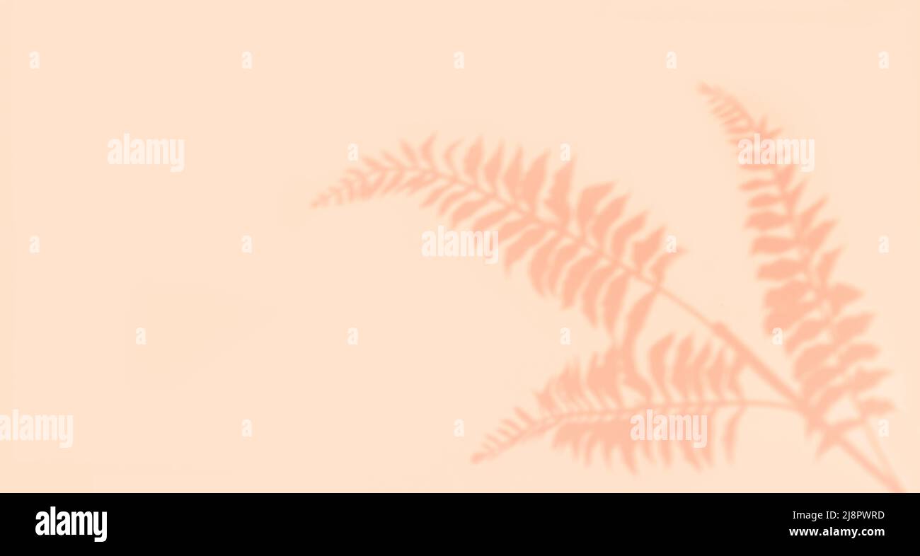 Summer background of tropical shadow branch leaves on a pastel light ...