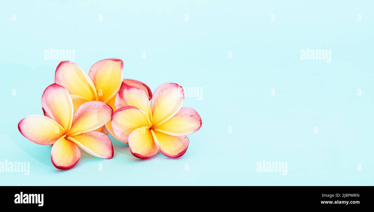 Frangipani, Plumeria, Frangipanni flower on blue background, copy space ...