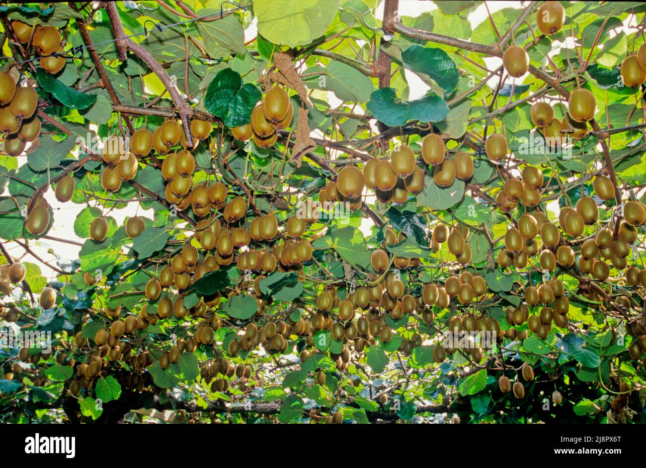 Kiwi hayward plant hi-res stock photography and images - Alamy