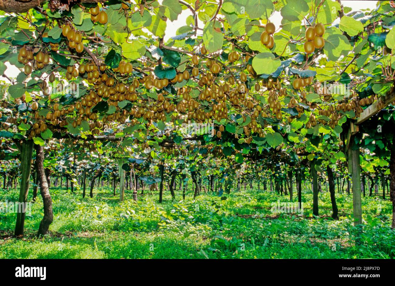 Kiwifruit or kiwi is a major horticultural export earner for New ...