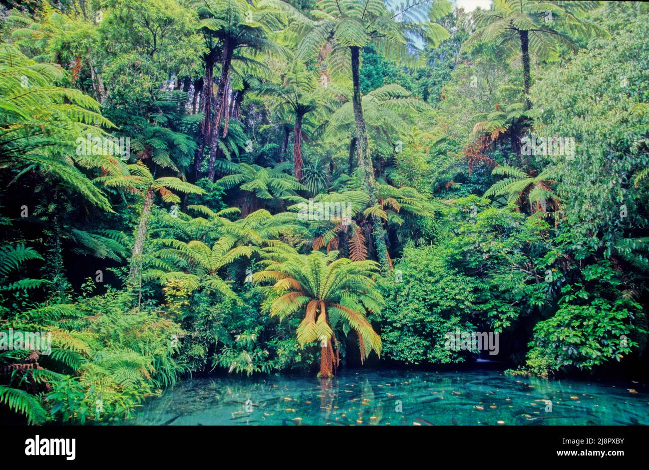 Paradise Valley Springs is an award winning Trout and Wildlife Park ...