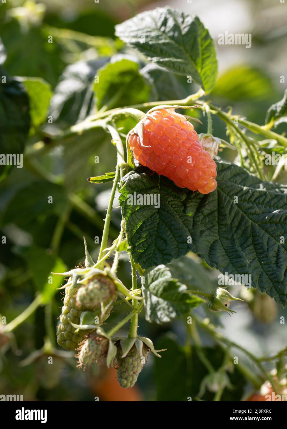 branch with ripe and unripe raspberries in fruit garden on blur green ...