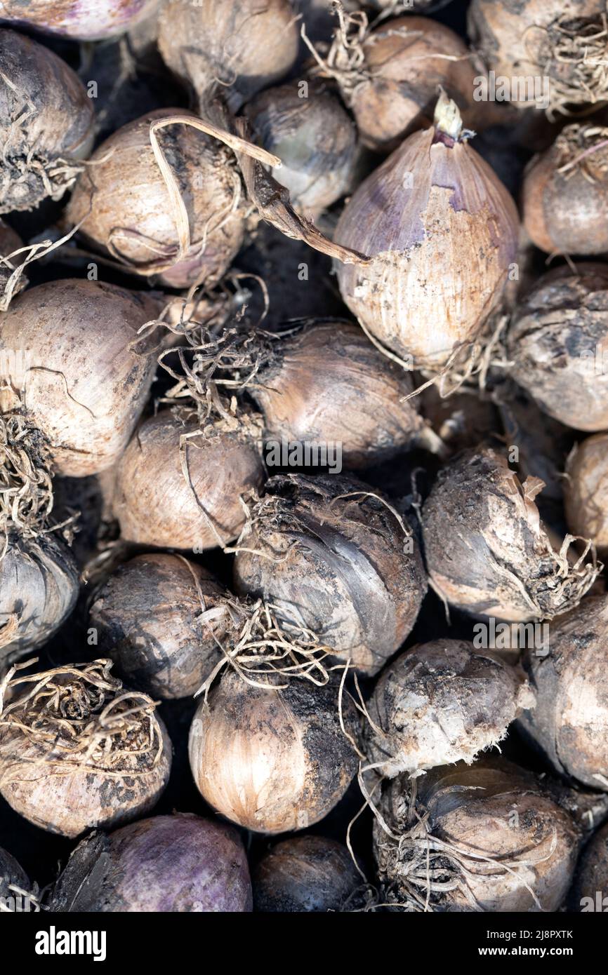 young unformed bulb of garlic without division into slices, cloves ...