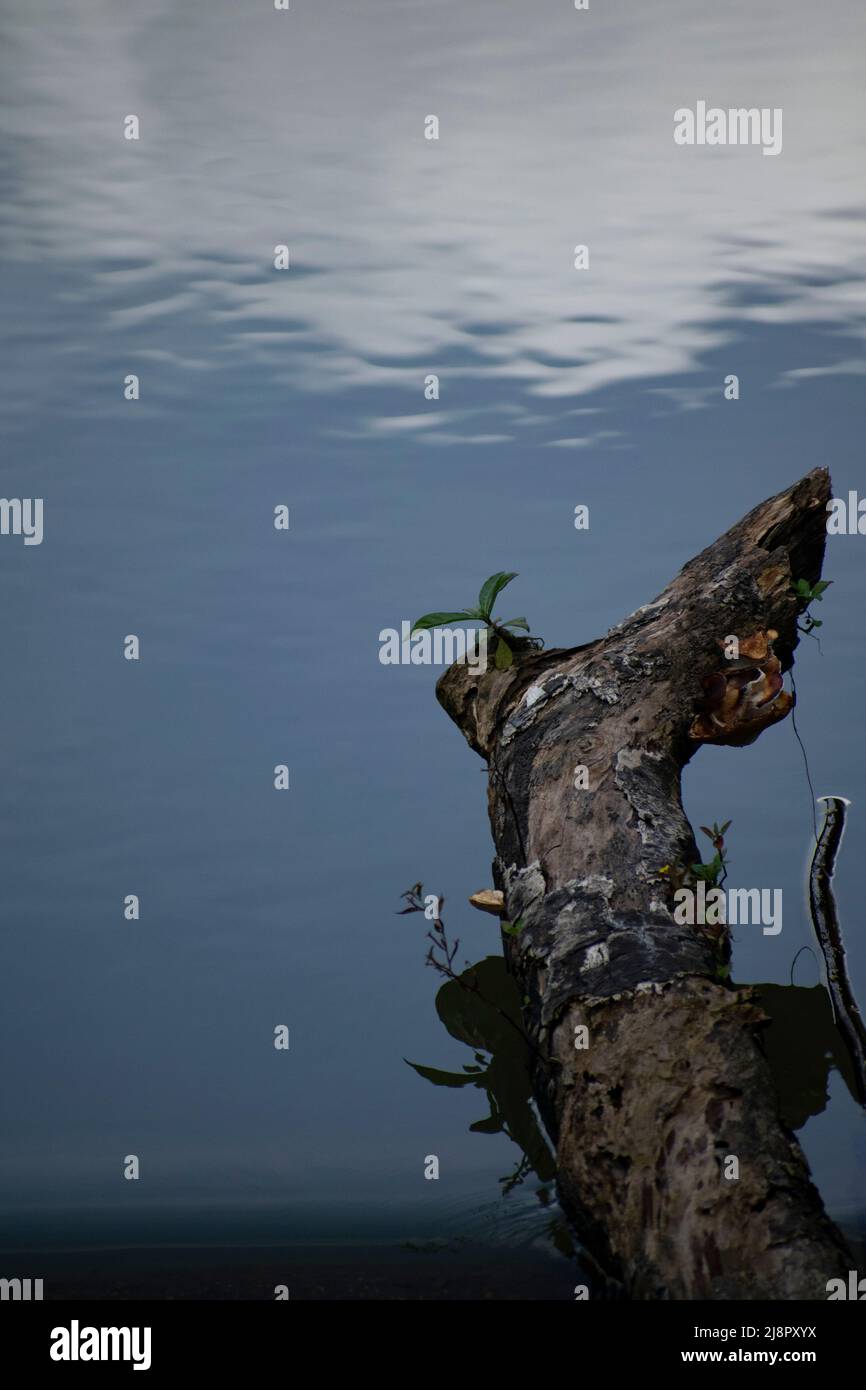 Artistic beautiful photography hi-res stock photography and images - Alamy