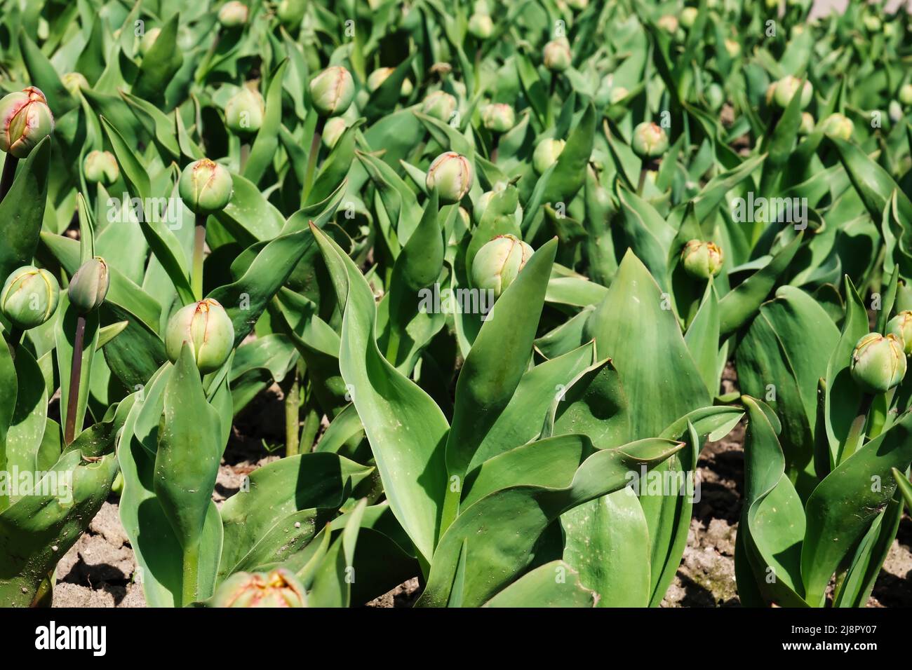 Young unopened green tulip buds grow outdoors Stock Photo - Alamy