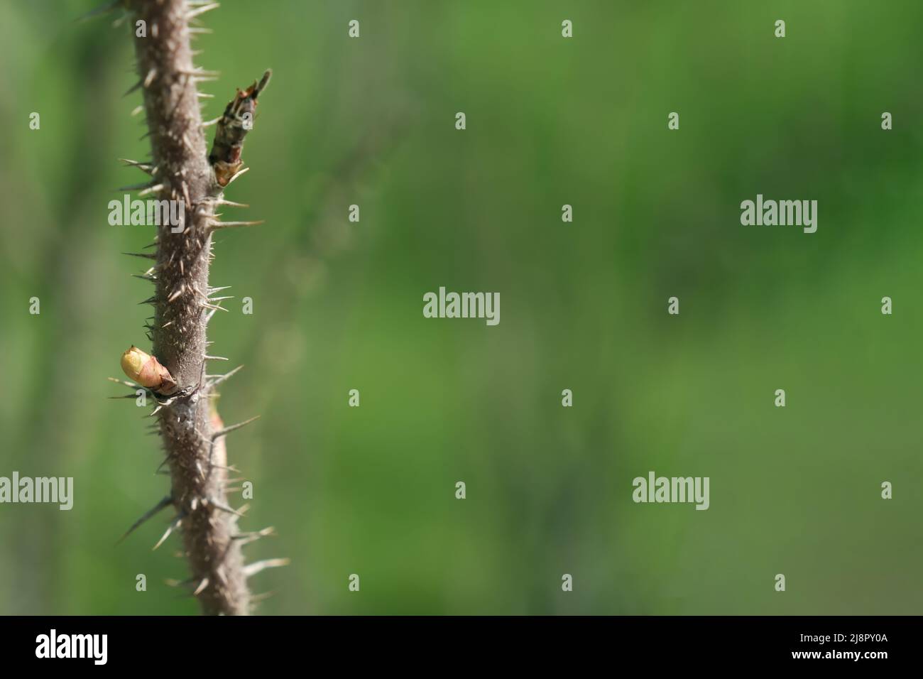 Part of a rose stem with many thorns or sharp outgrowths against a ...