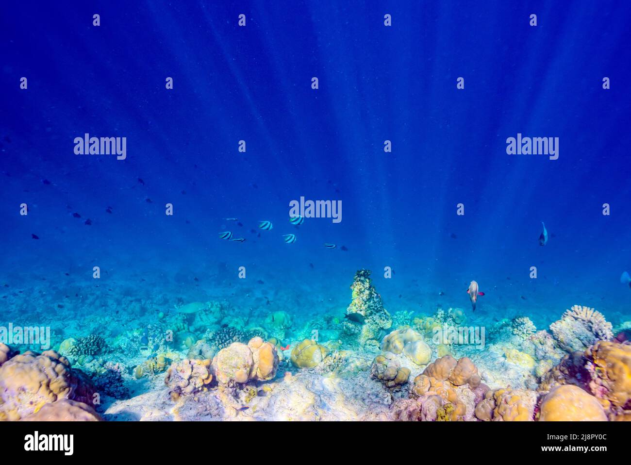 The magnificent underwater world of the Maldives. Omadhoo (Alif Dhaal ...