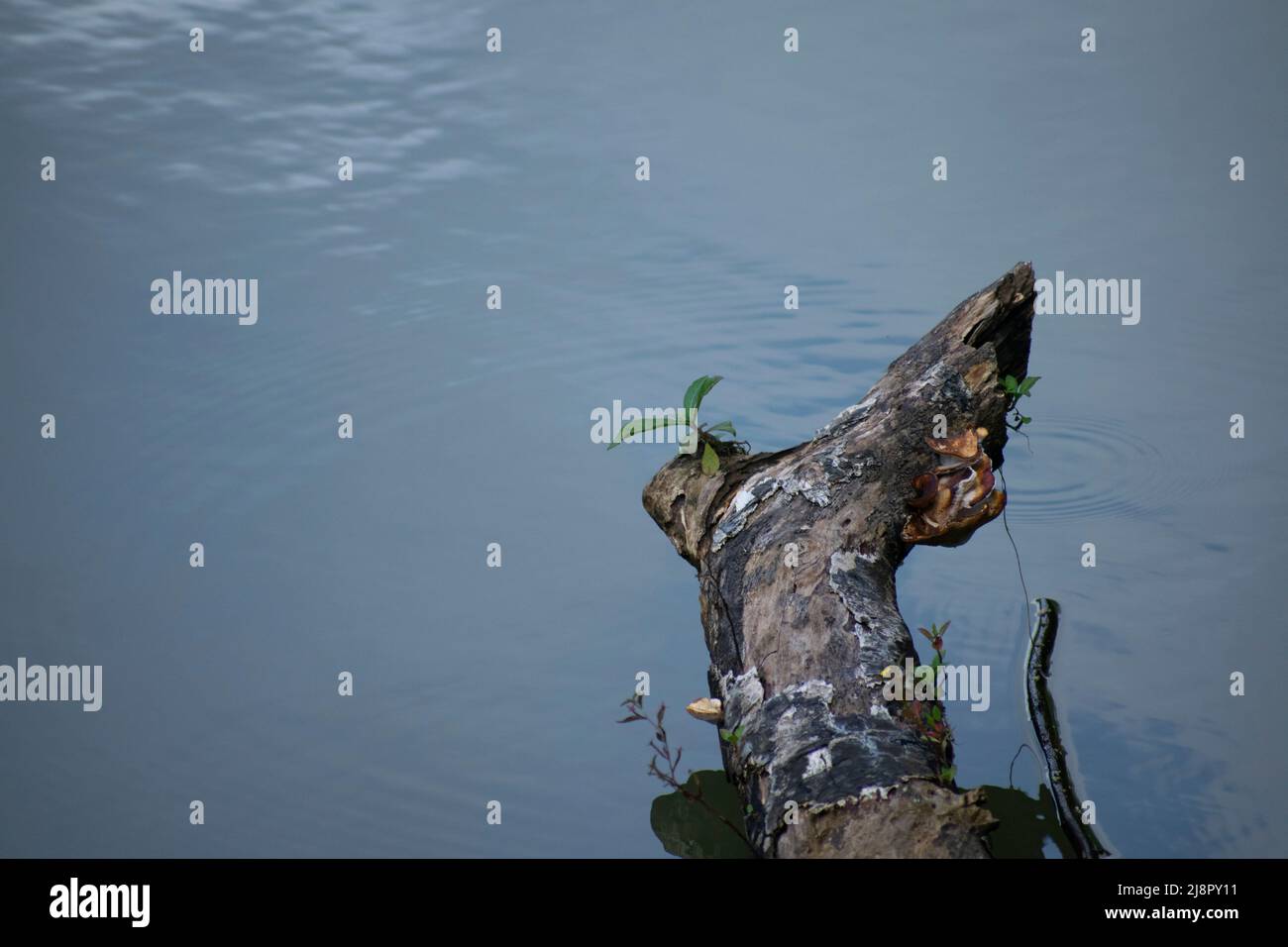 conceptual Nature photography Stock Photo - Alamy