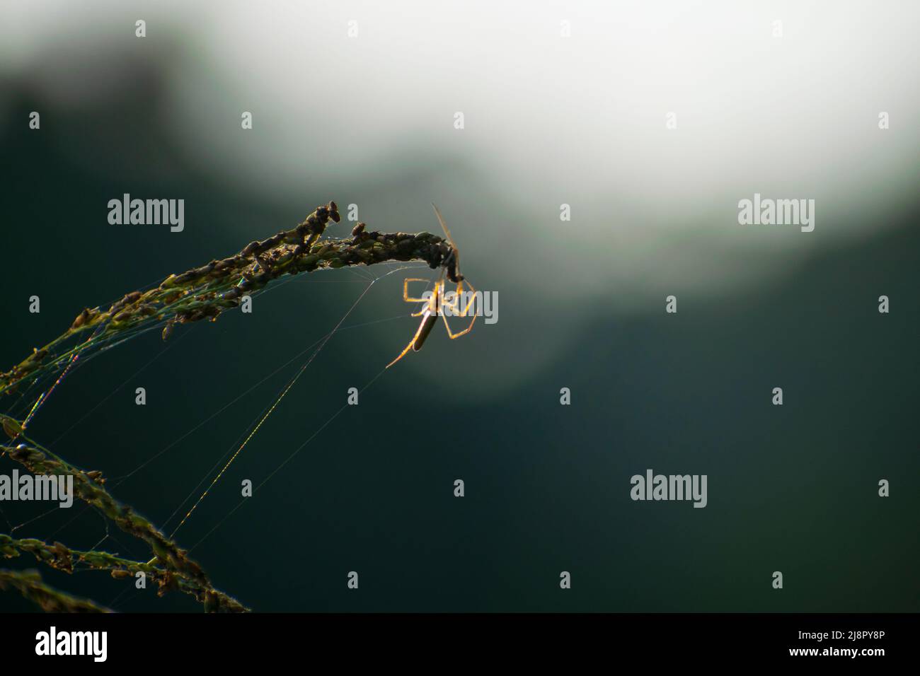 Create art works hi-res stock photography and images - Alamy