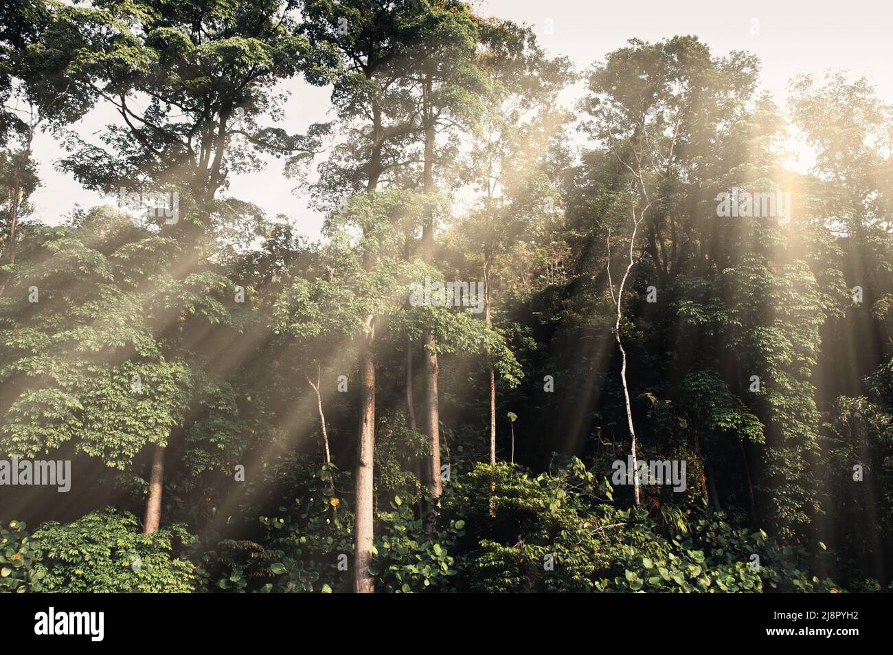Image of trees taken during bright light shining down. Forest and ...