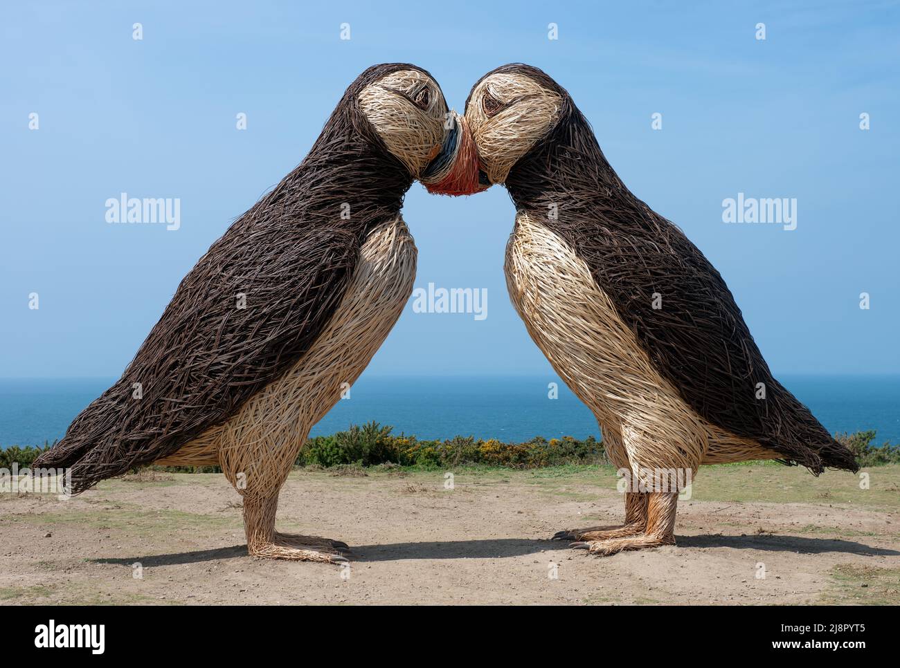 Woven wicker Puffins in Jersey Stock Photo - Alamy Woven wicker Puffins in Jersey Stock Photo - Alamy