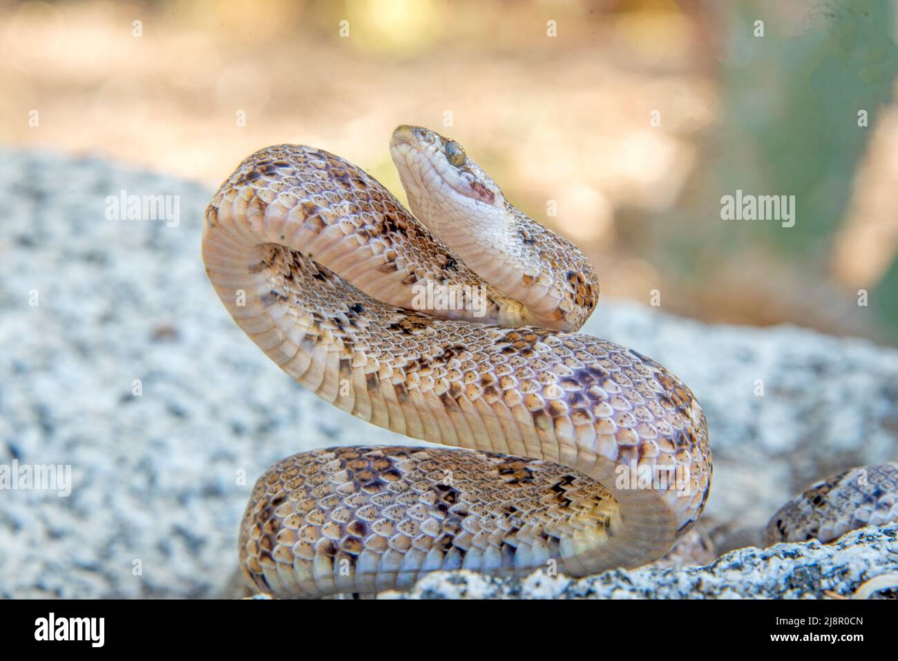 lyre snake ready to strike Stock Photo - Alamy