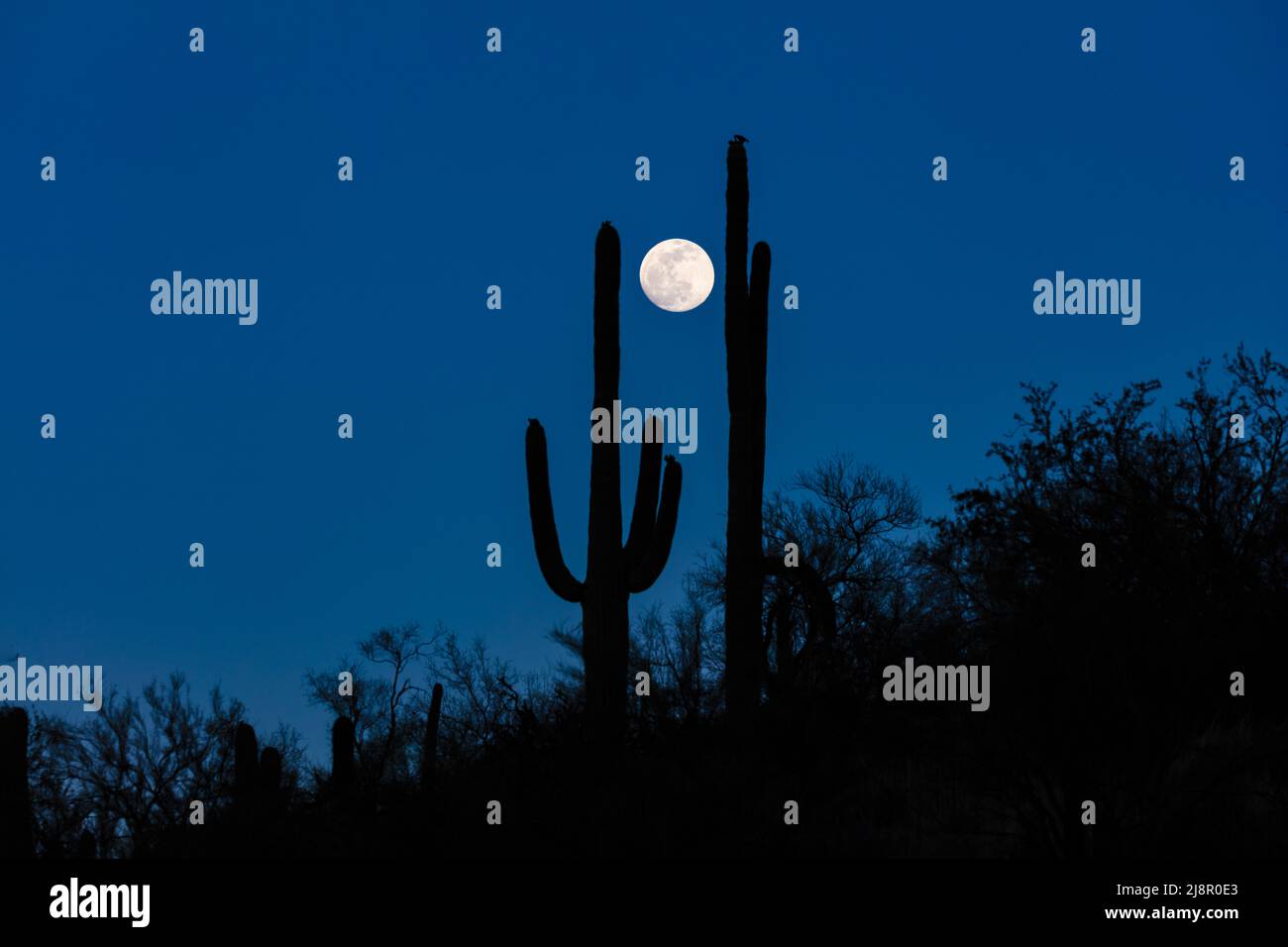 Full moon rising next to silhouette of saguaro cactus, arms upraised ...