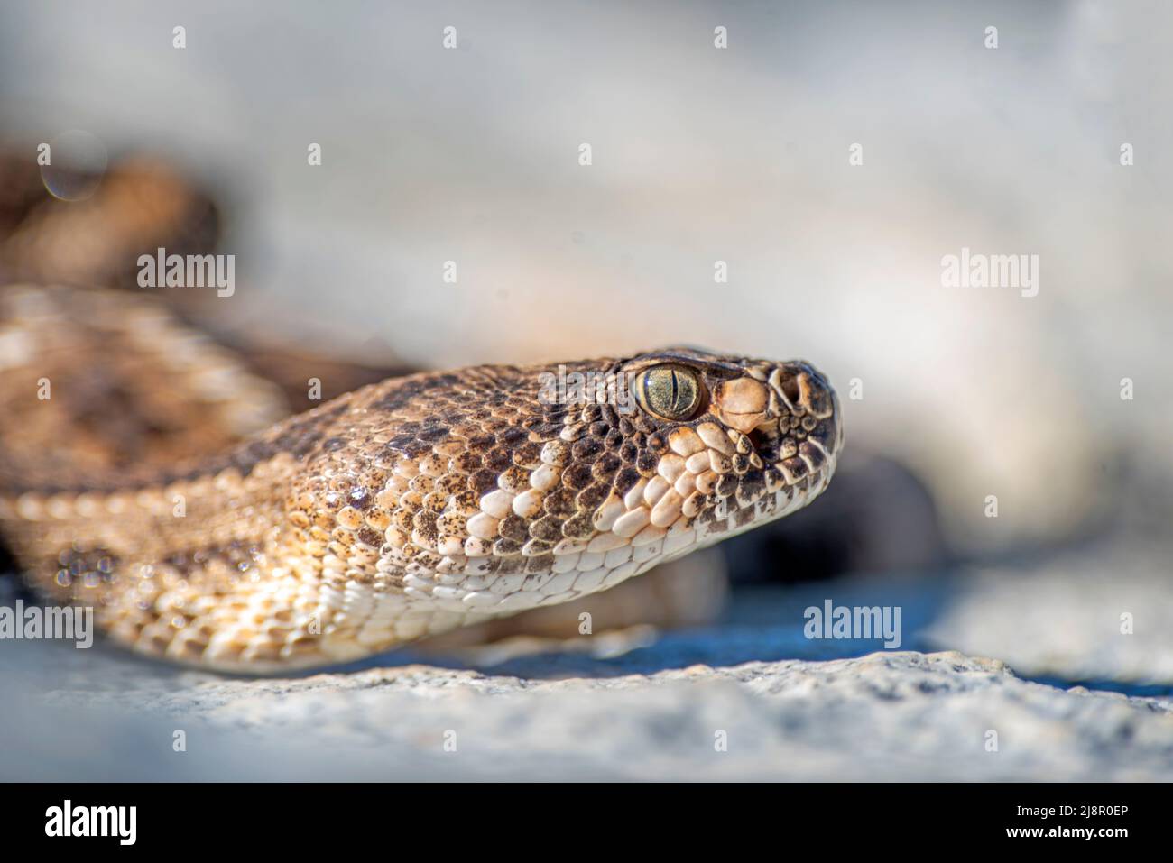 Wild wester diamondback rattlesnake (Crotalus atrox) closeup view Stock ...