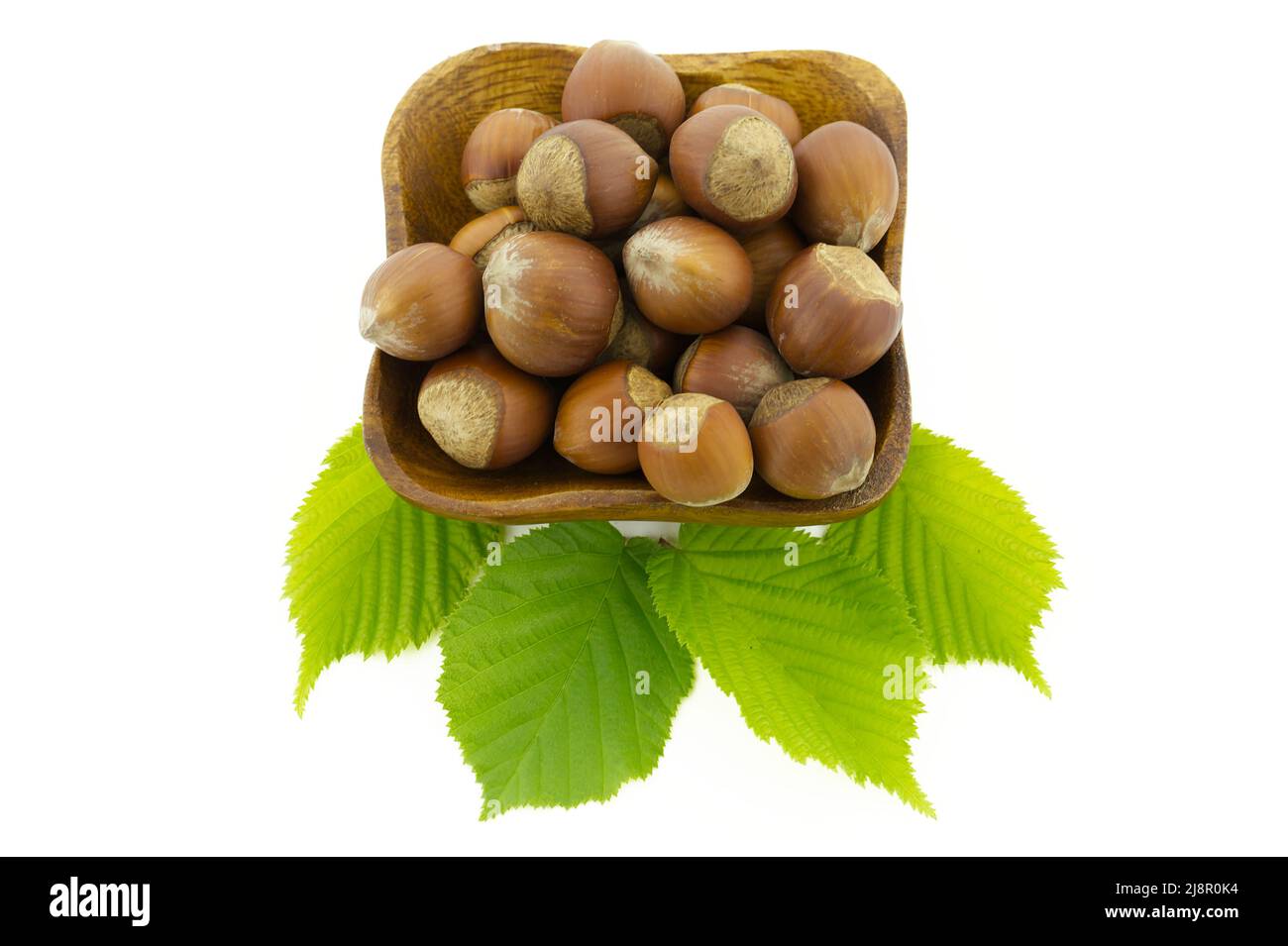 Fresh unshelled hazelnuts in a wooden plate with green leaves in an ...