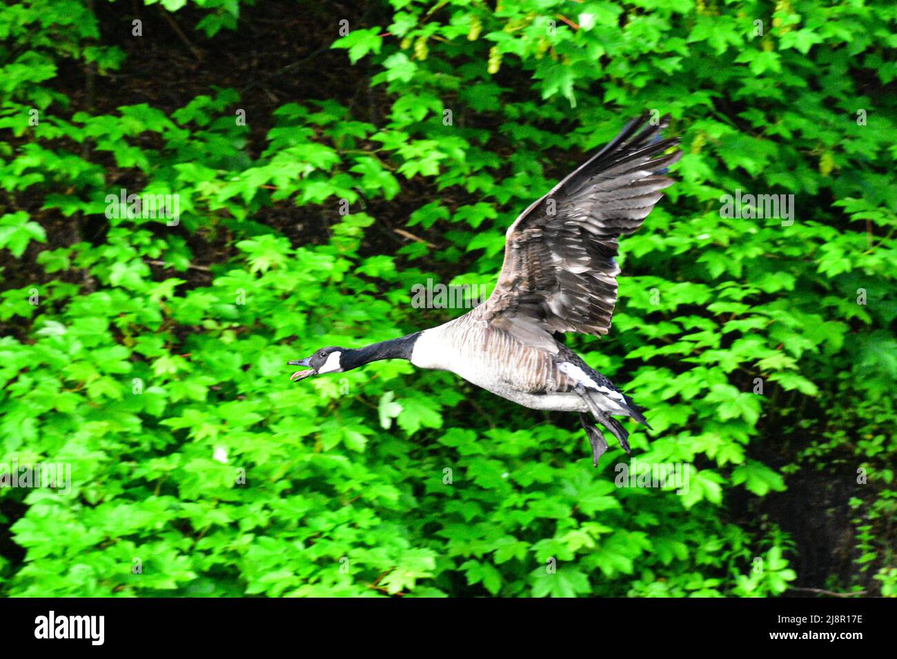 Flying wild goose hi-res stock photography and images - Alamy
