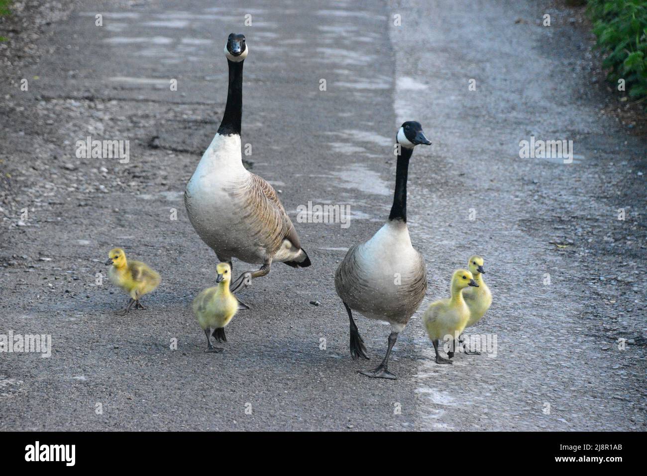 Canada Geese, Goslings, Rochdale Canal, Hebden Bridge, West Yorkshire ...