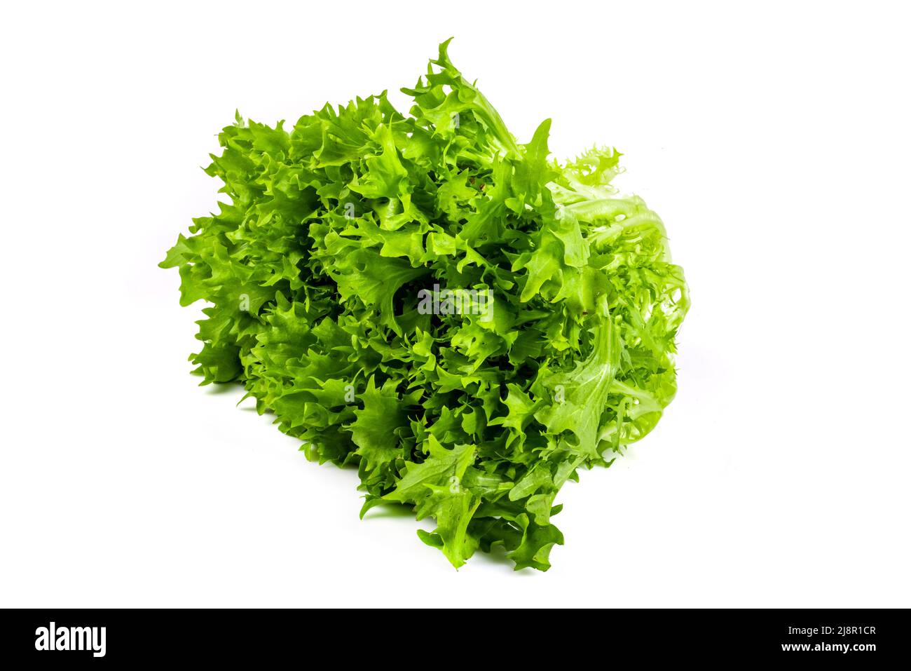 New harvest fresh endive green on isolated white background Stock Photo ...