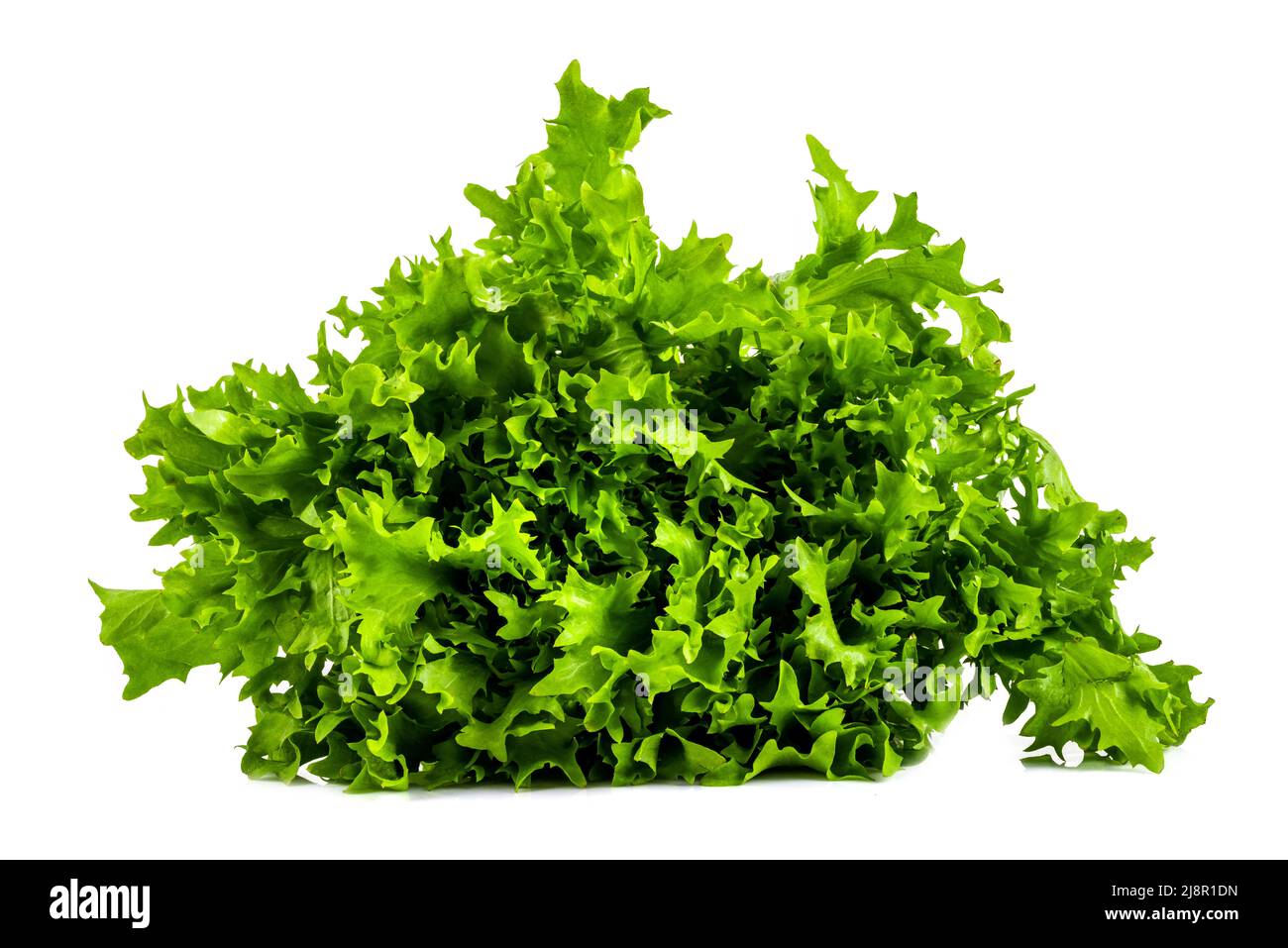 New harvest fresh endive green on isolated white background Stock Photo ...