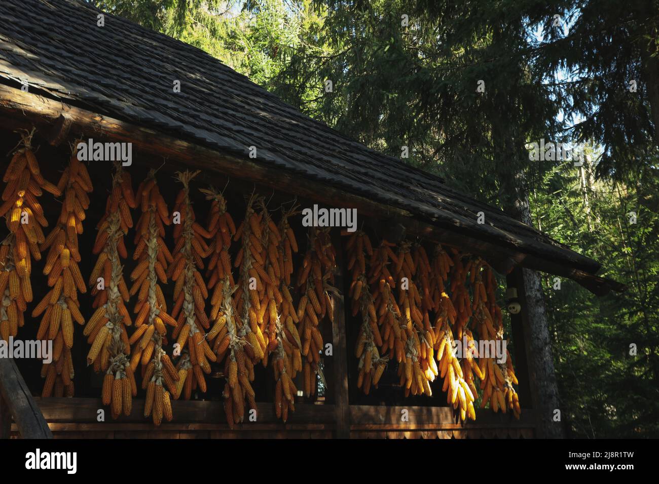 Ukrainian corn hi-res stock photography and images - Alamy