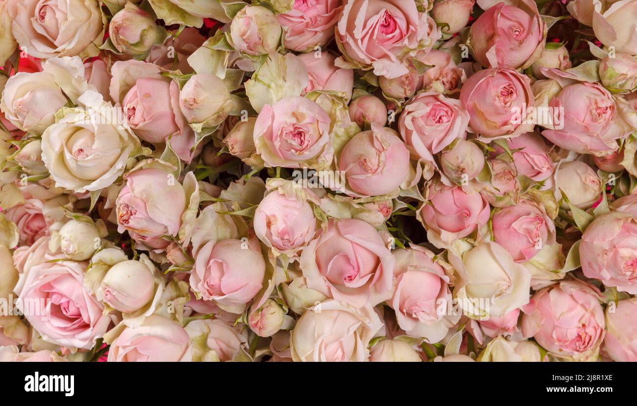 Backdrop of colorful paper roses background in a wedding reception with ...