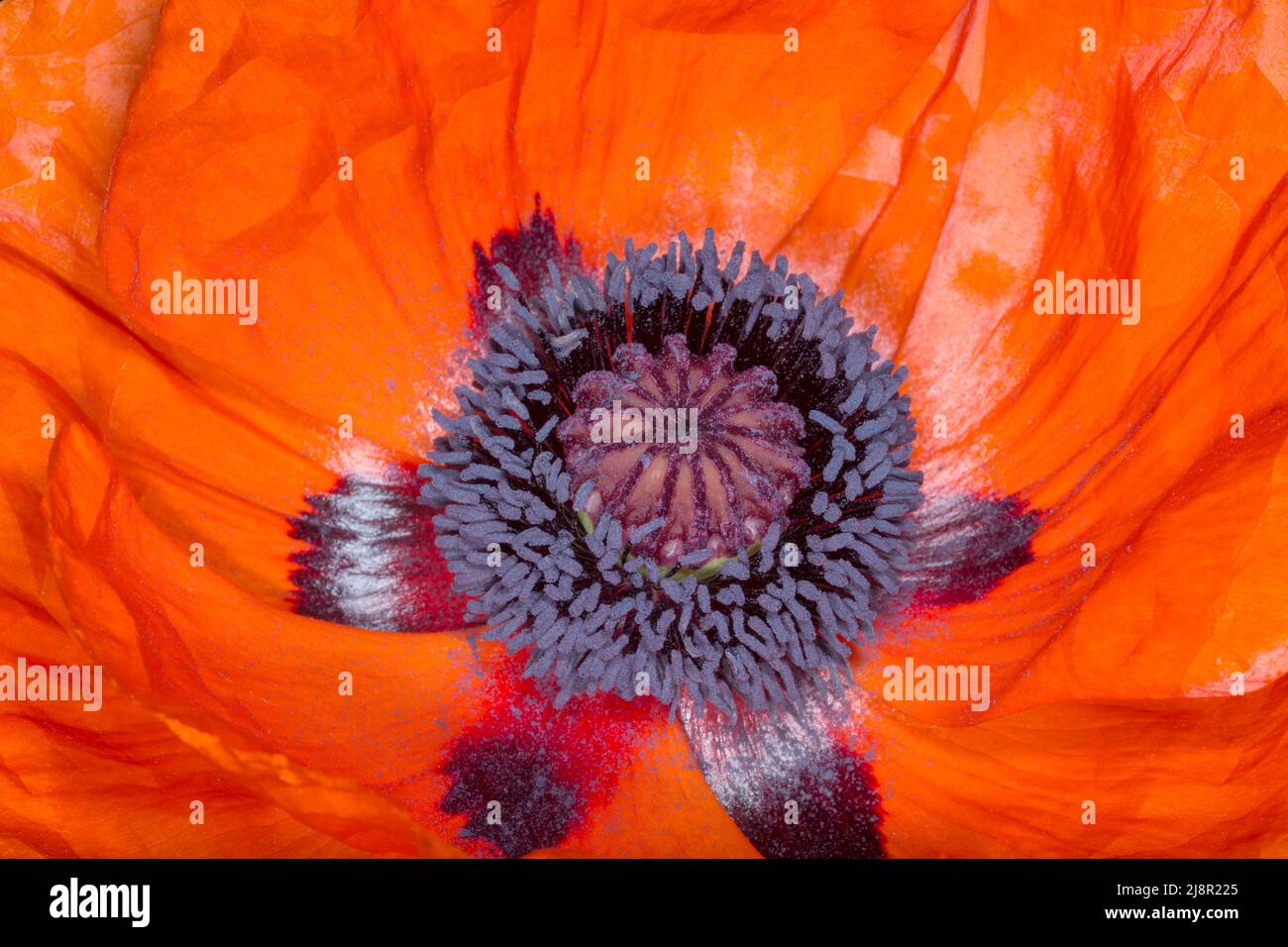 Inside poppy petals hi-res stock photography and images - Alamy